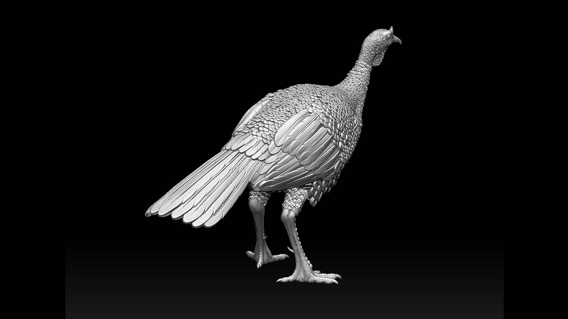 3D Bird Turkey - TurboSquid 2259620