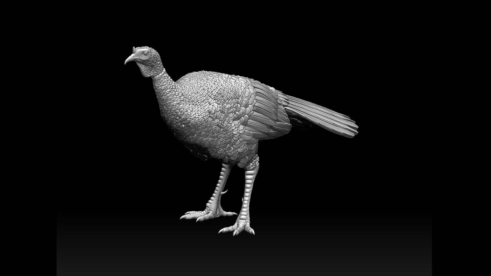 3D Bird Turkey - TurboSquid 2259620