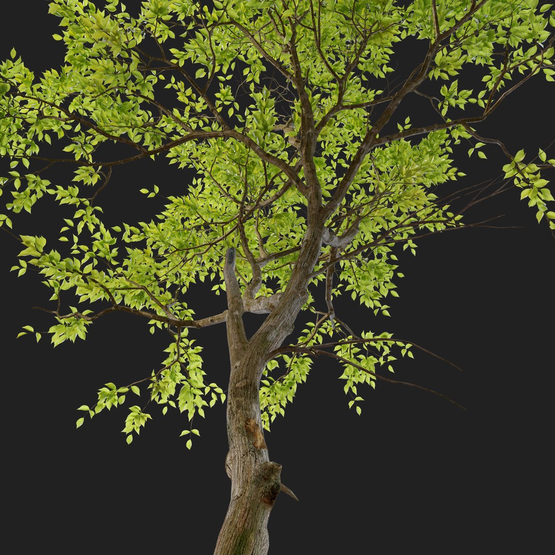 Jungle Trees Set 3D Model - TurboSquid 1939245