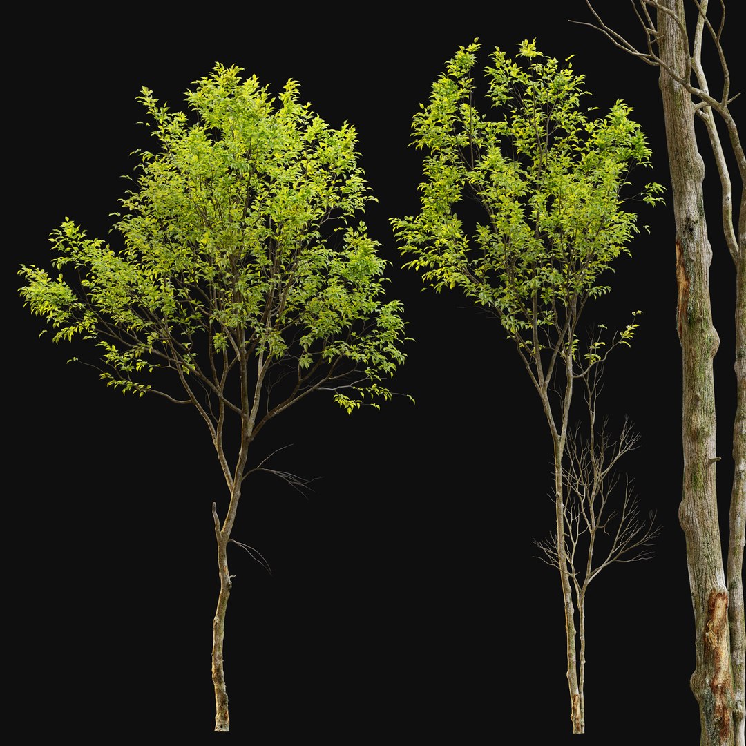 Jungle Trees Set 3D Model - TurboSquid 1939245