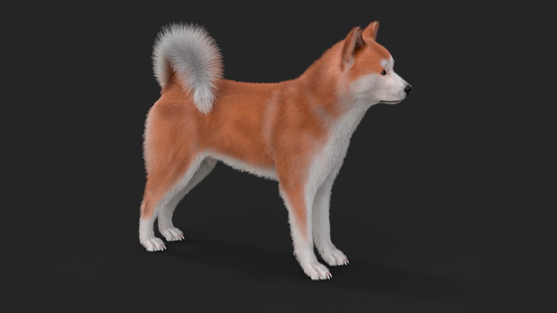 Akita Inu 3D Model - TurboSquid 2037311