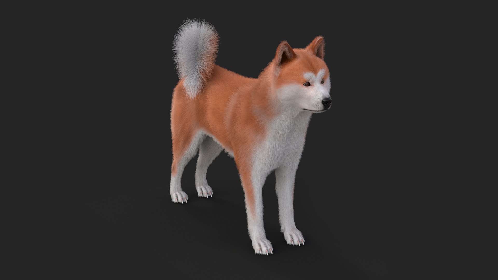 Akita Inu 3D Model - TurboSquid 2037311