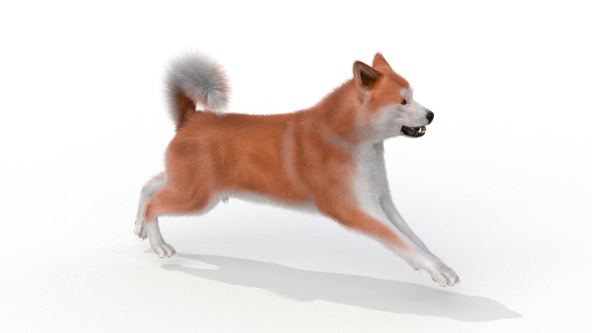 Akita Inu 3D Model - TurboSquid 2037311