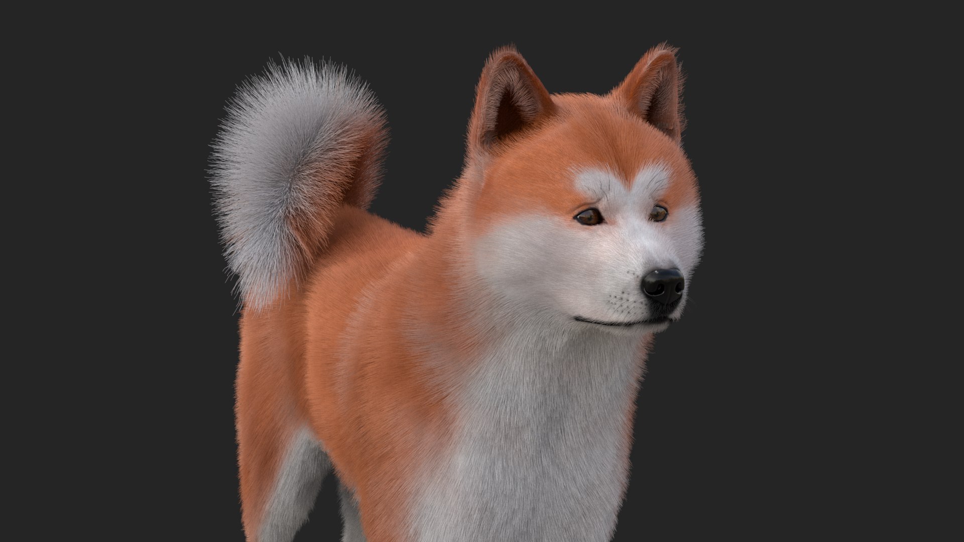 Akita Inu 3D Model - TurboSquid 2037311