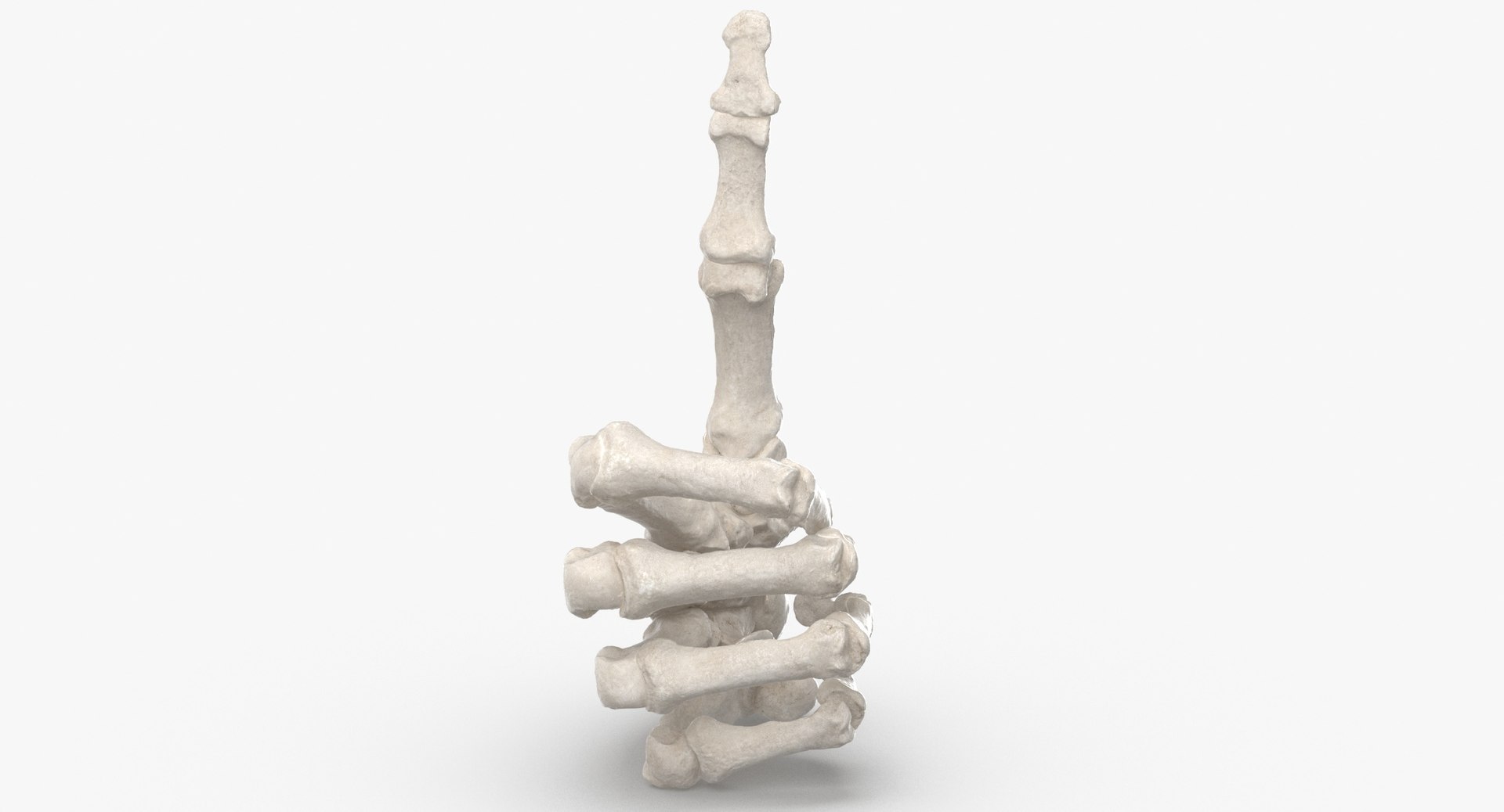 Human Hand Bones Signs White and Yellow Collection 01 - 4 models 3D ...