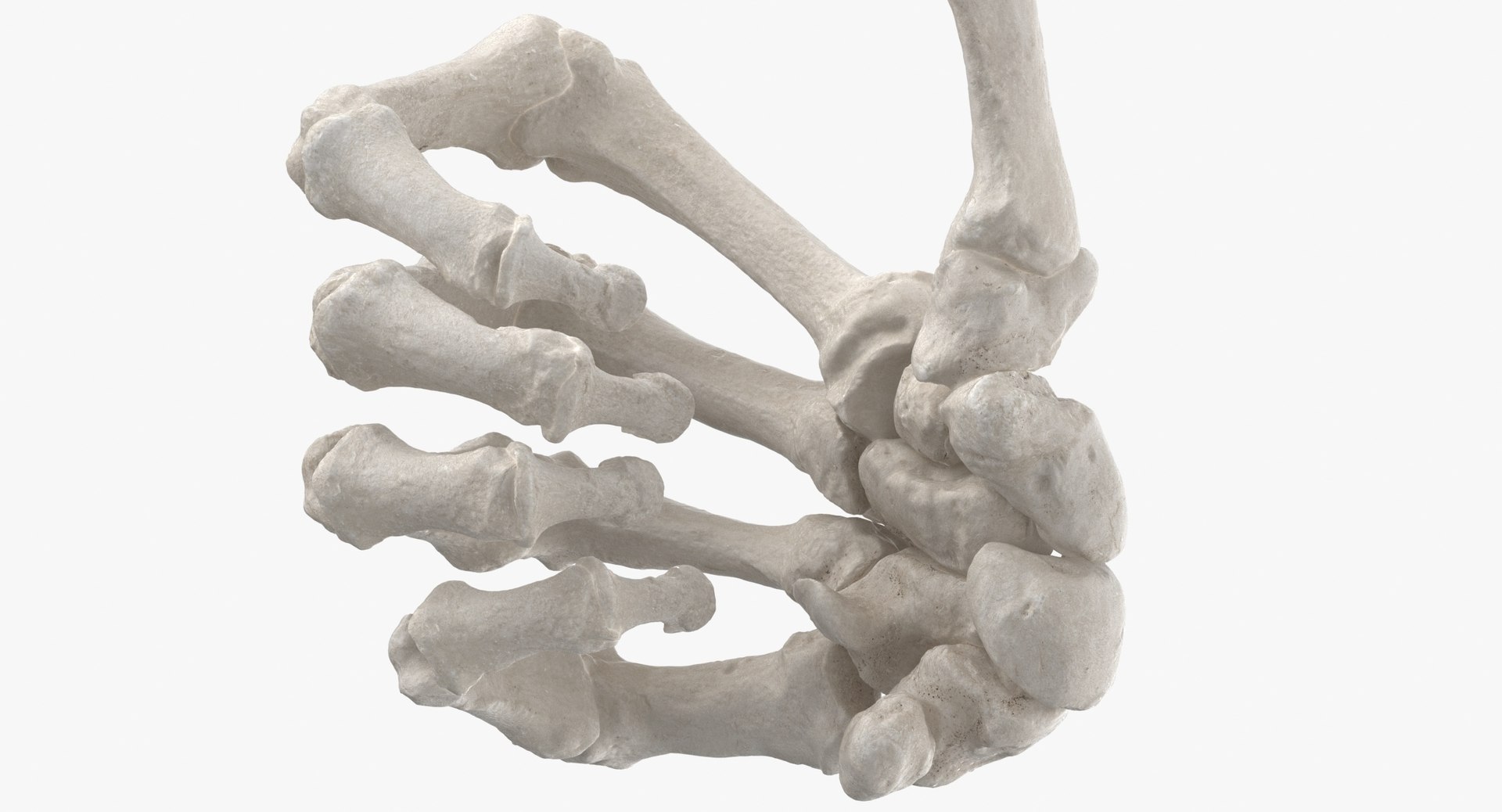 Human Hand Bones Signs White and Yellow Collection 01 - 4 models 3D ...