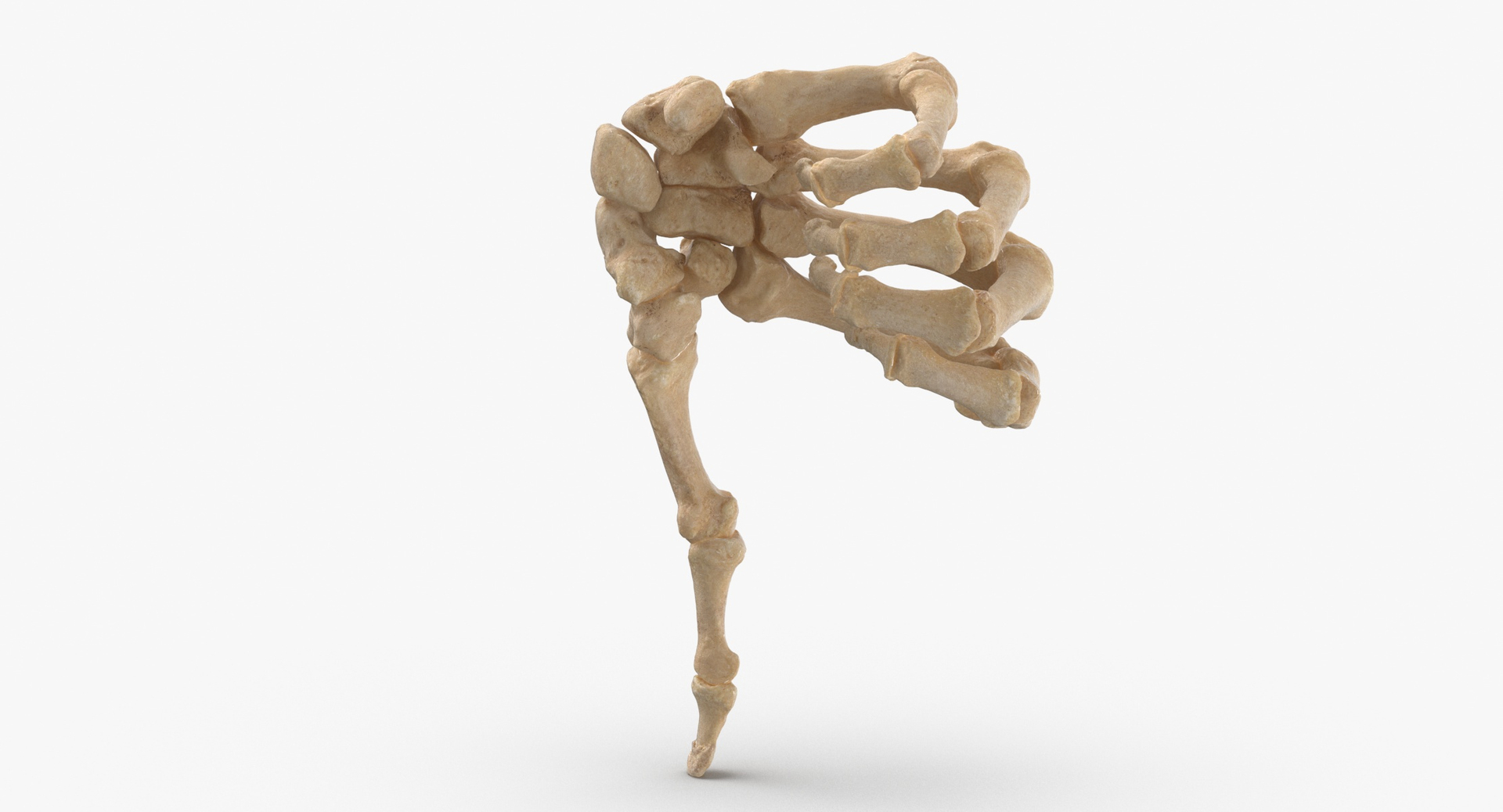 Real Skeleton Hand Pointing