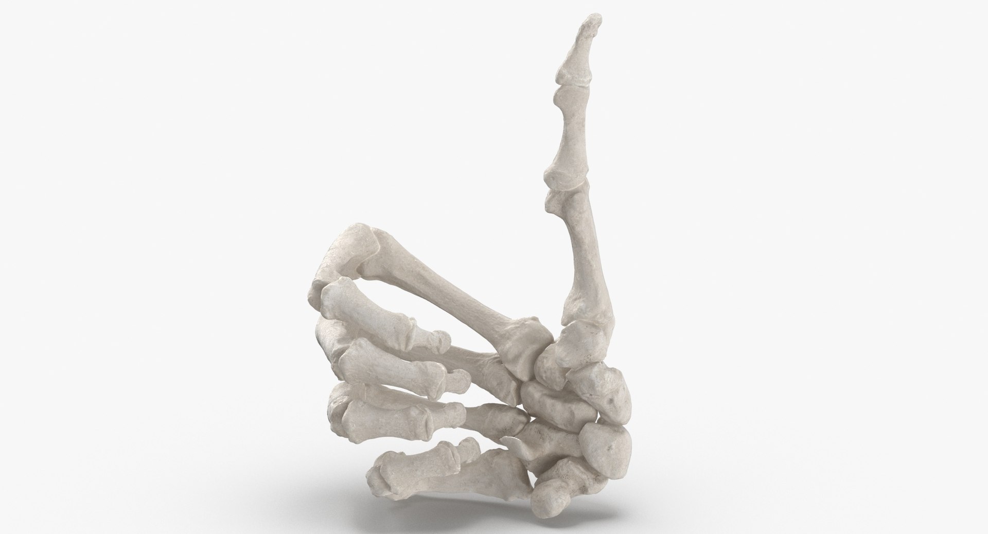 Human Hand Bones Signs White and Yellow Collection 01 - 4 models 3D ...