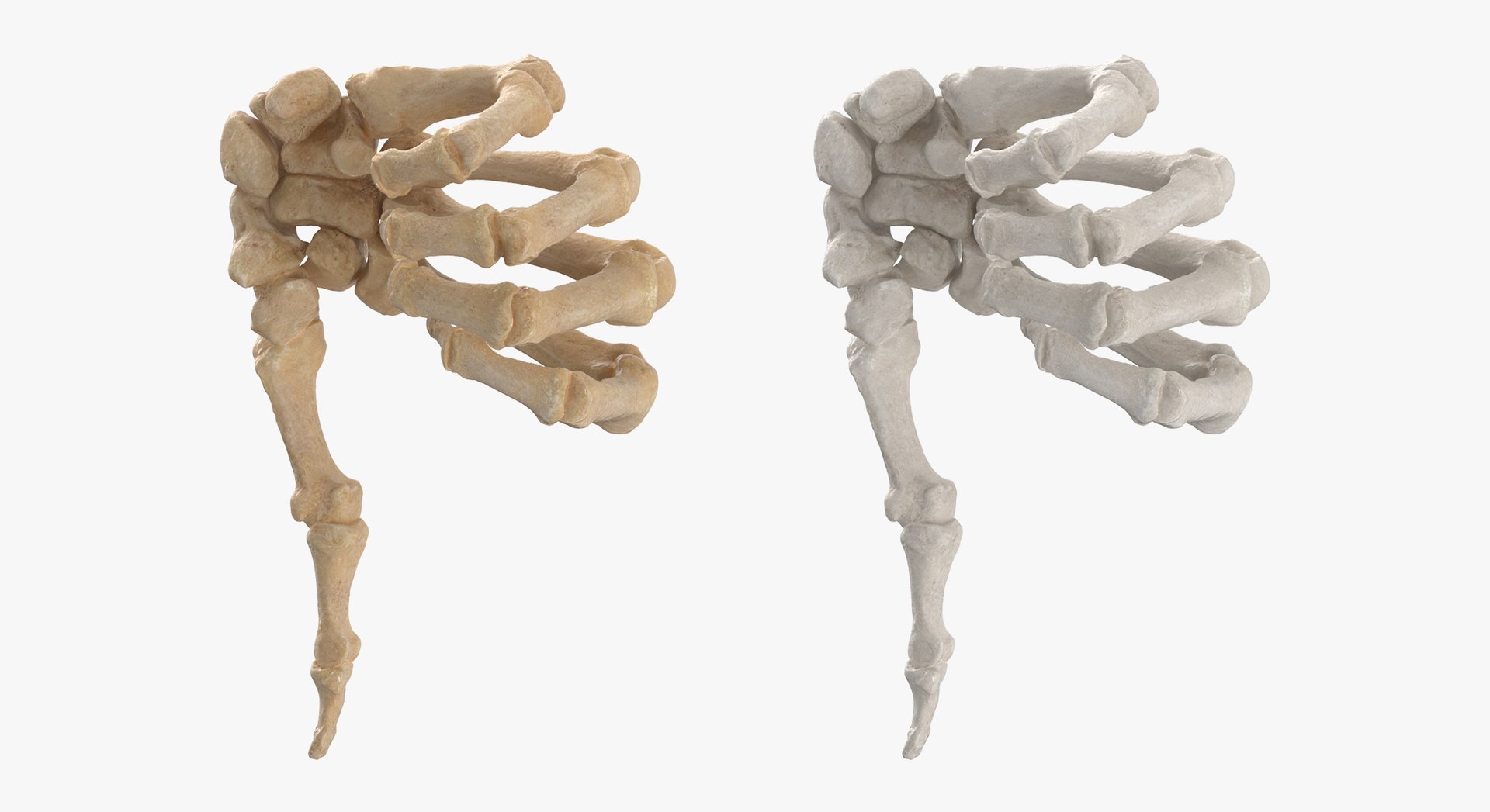 Human Hand Bones Signs White and Yellow Collection 01 - 4 models 3D ...