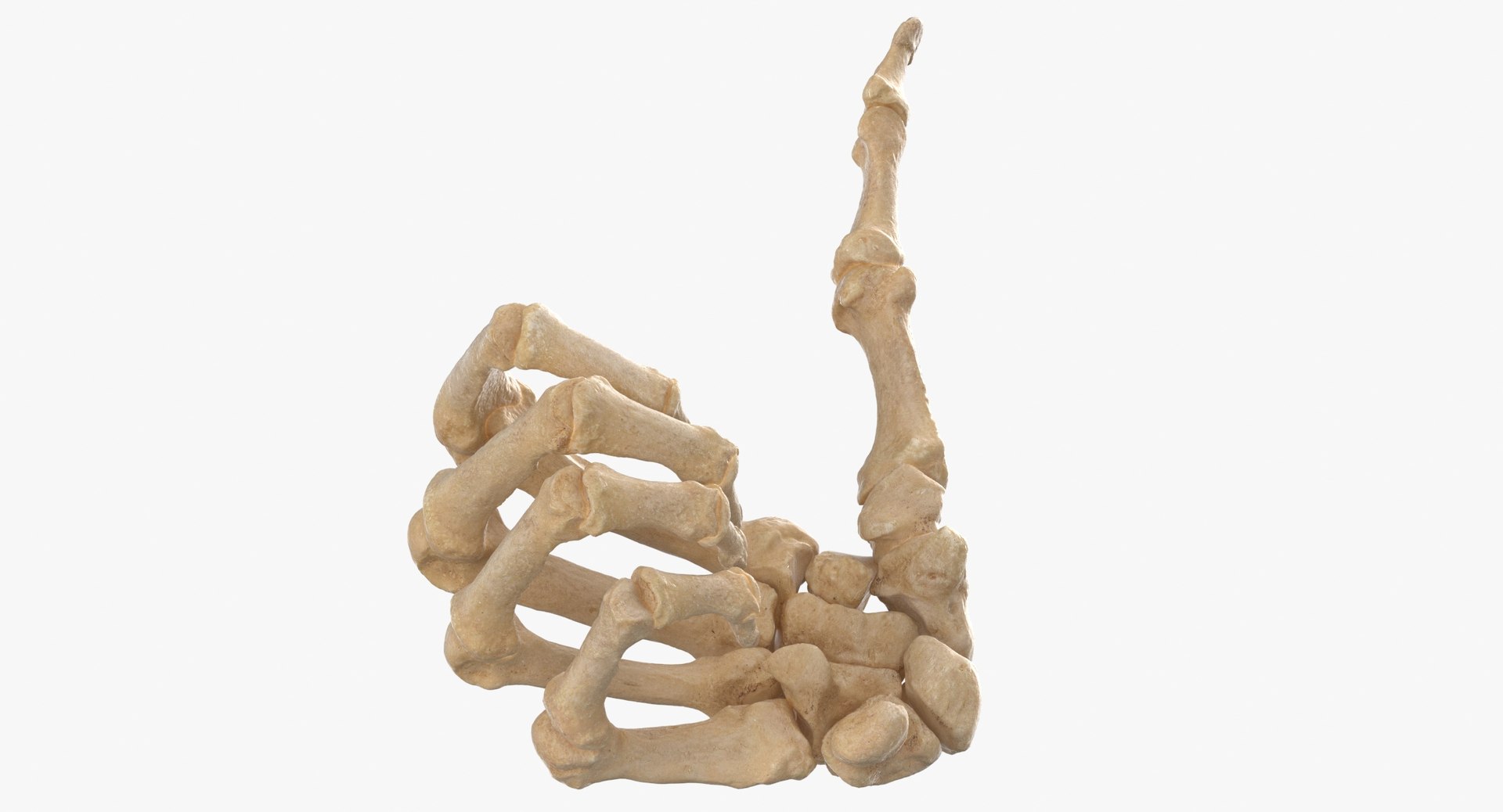 Human Hand Bones Signs White and Yellow Collection 01 - 4 models 3D ...