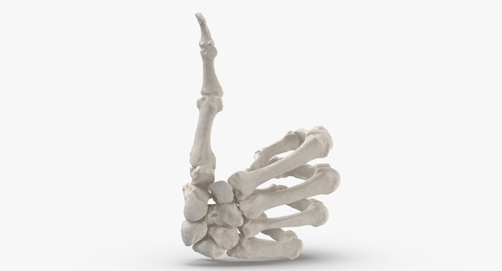 Human Hand Bones Signs White and Yellow Collection 01 - 4 models 3D ...
