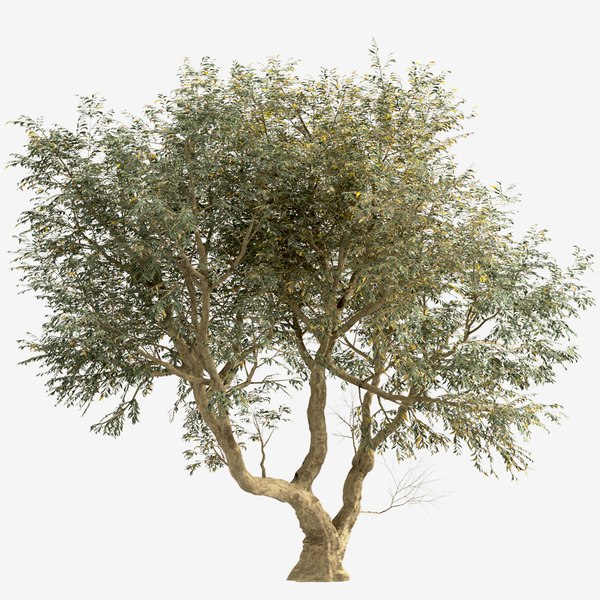 3D model Set of Olive or Olea Europaea Tree - 2 Trees - TurboSquid 2000173