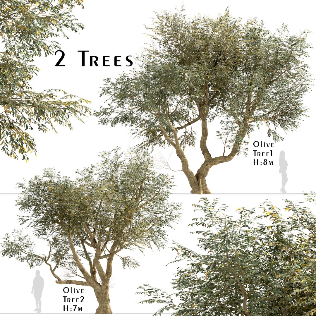 3D Model Set Of Olive Or Olea Europaea Tree - 2 Trees - TurboSquid 2000173