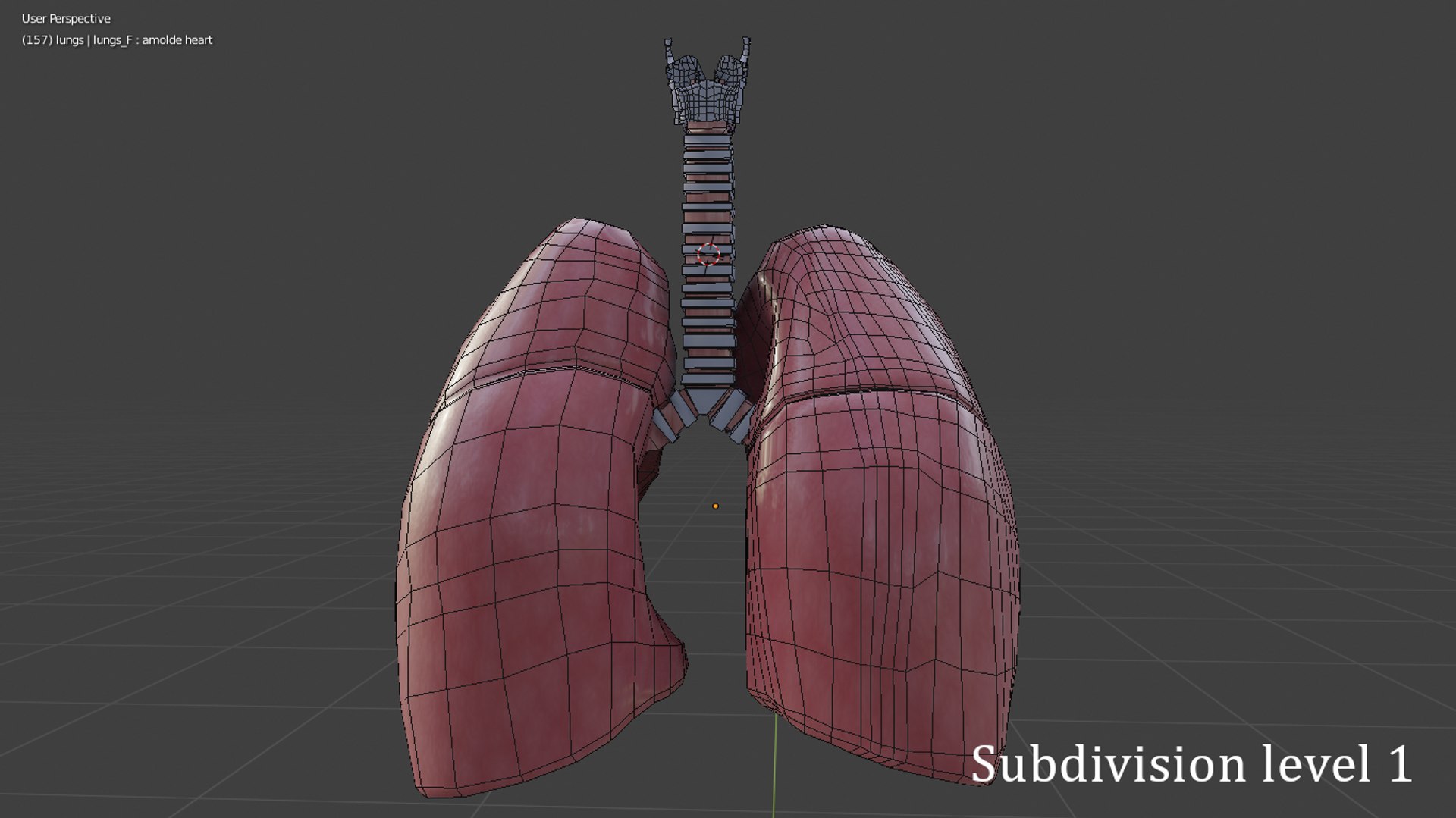 3D Human Lungs Model - TurboSquid 1444158