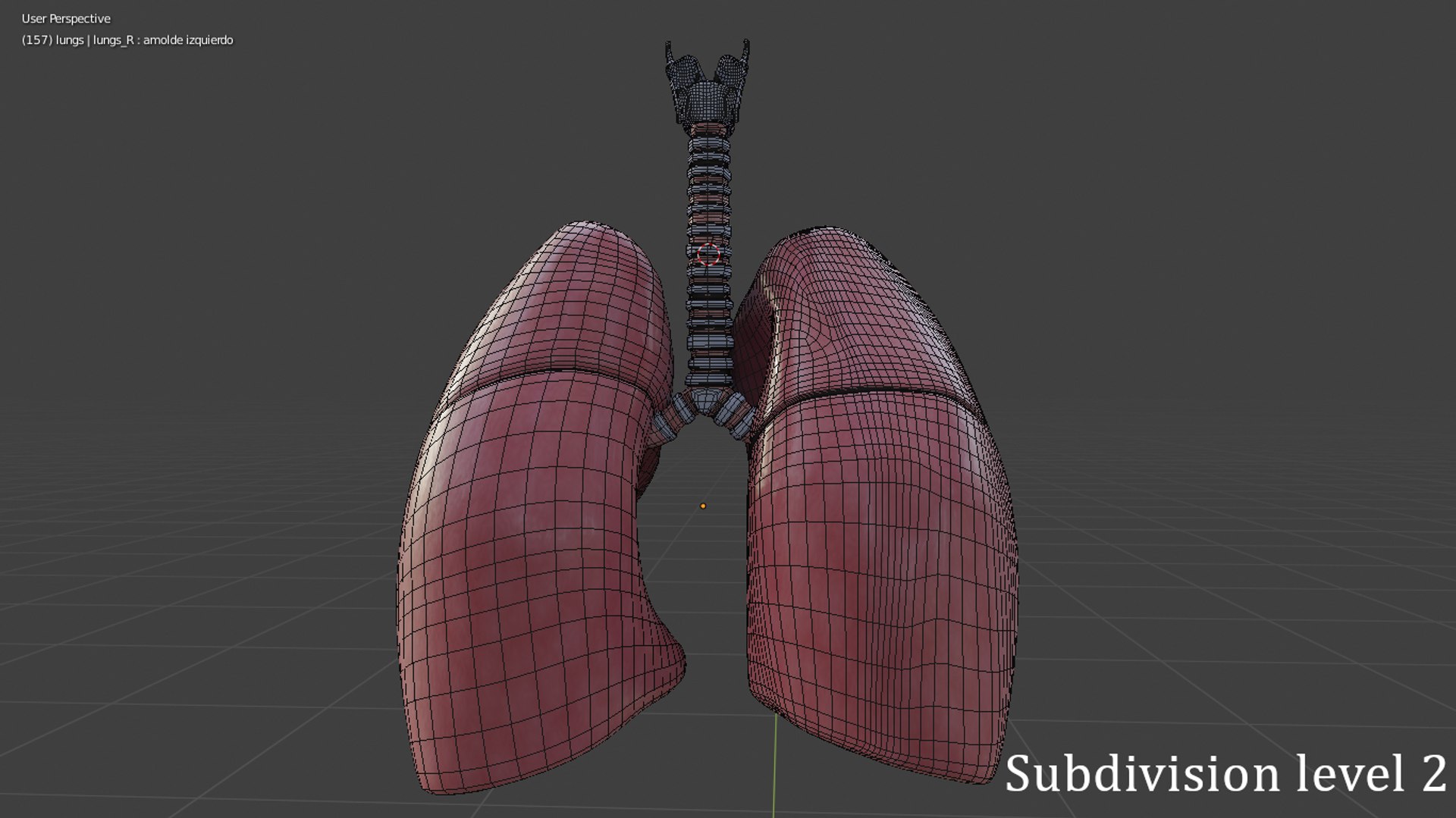 3D Human Lungs Model - TurboSquid 1444158