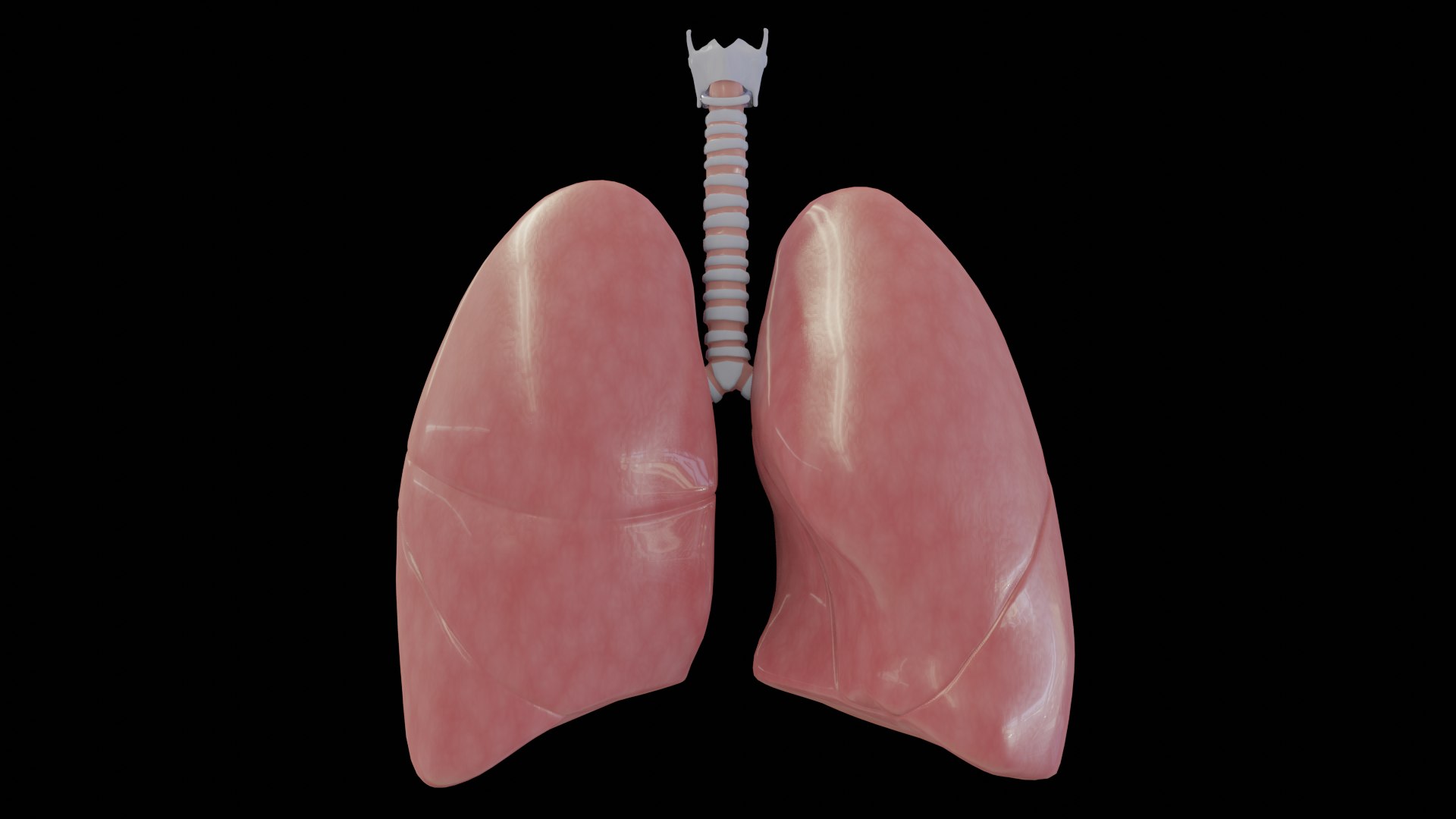 3D Human Lungs Model - TurboSquid 1444158