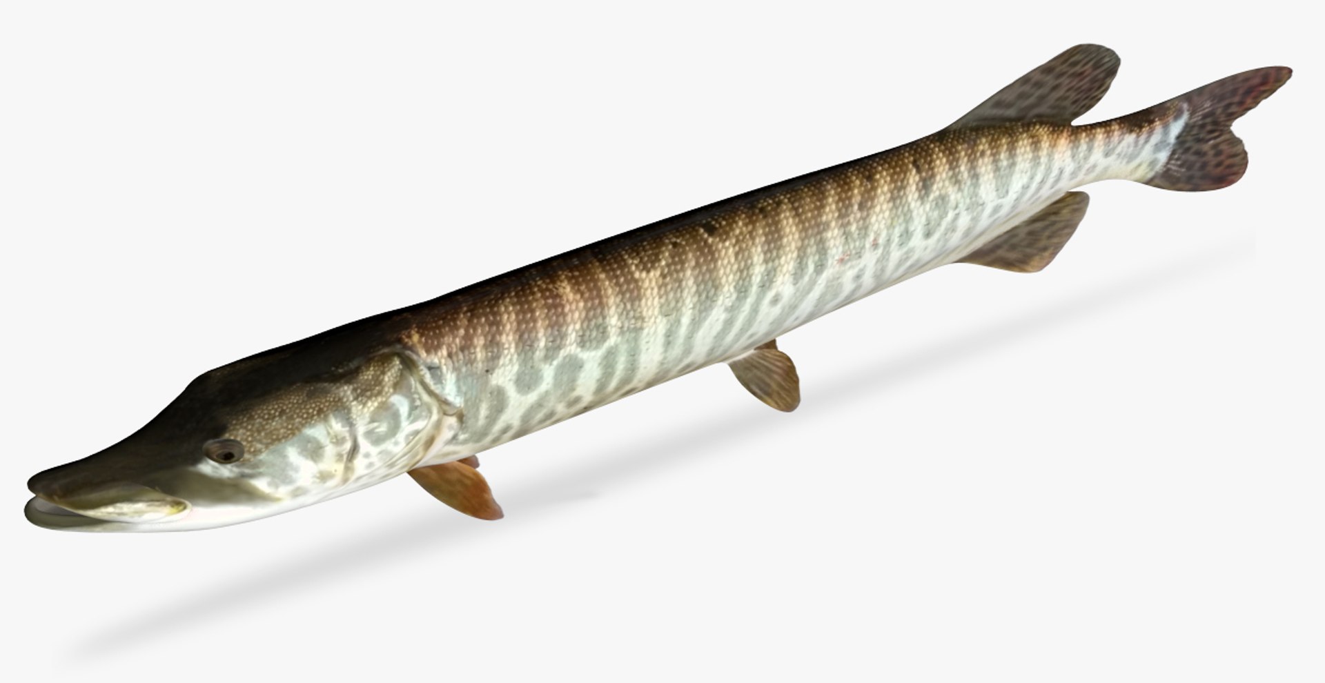 3D Model Tiger Muskie | 1142889 | TurboSquid