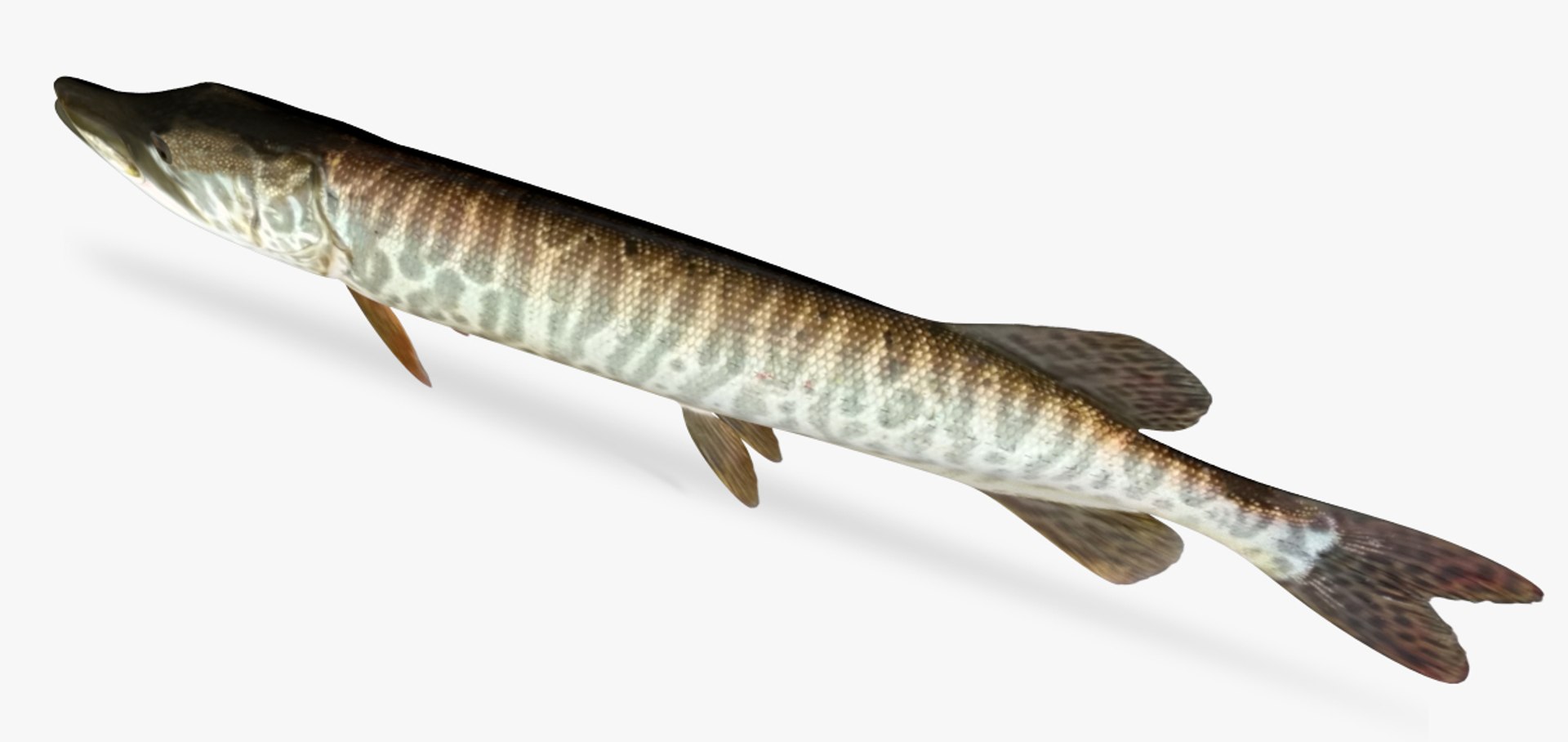 3D Model Tiger Muskie | 1142889 | TurboSquid