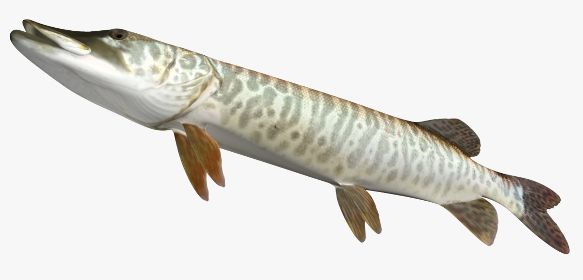 3D Model Tiger Muskie | 1142889 | TurboSquid