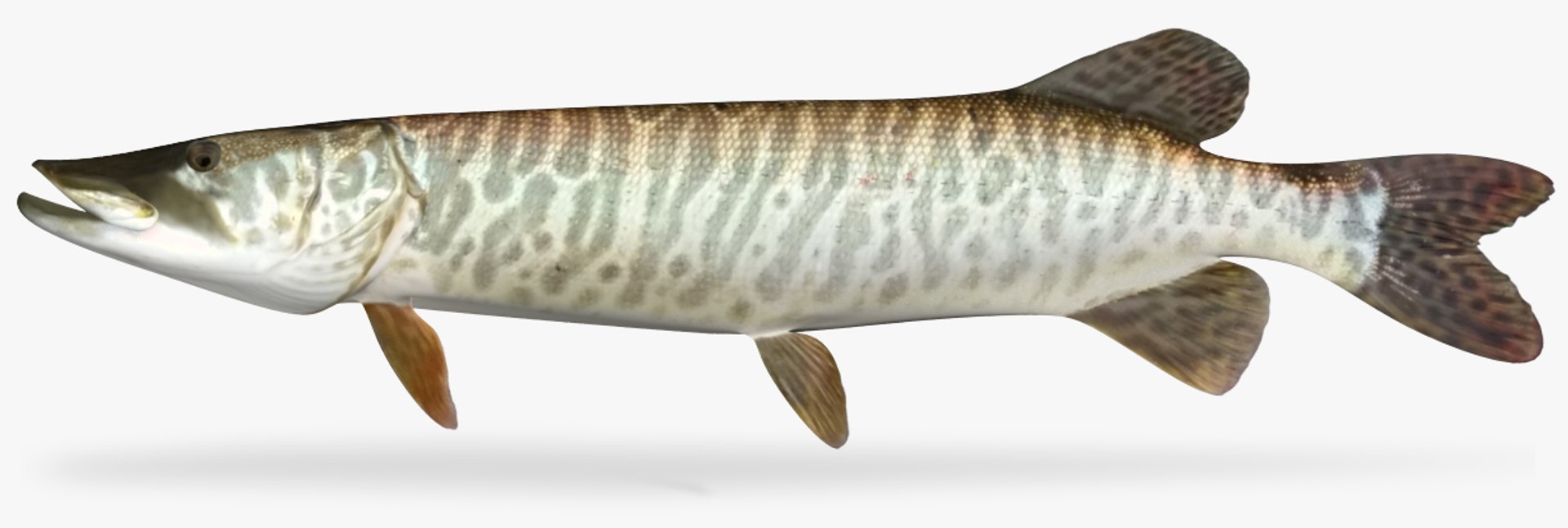 3D Model Tiger Muskie | 1142889 | TurboSquid