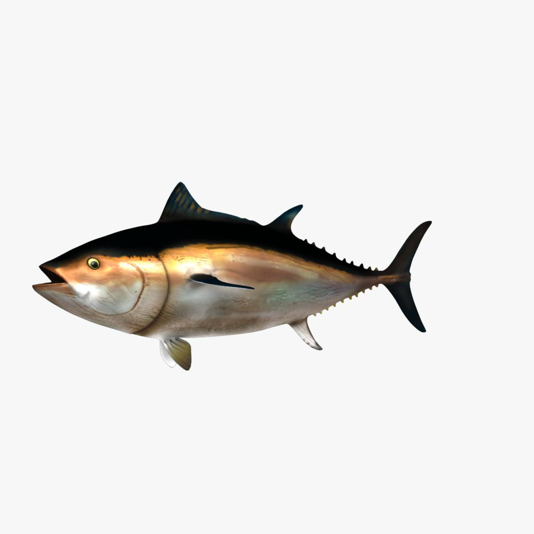 Giant Bluefin Tuna 3d Model