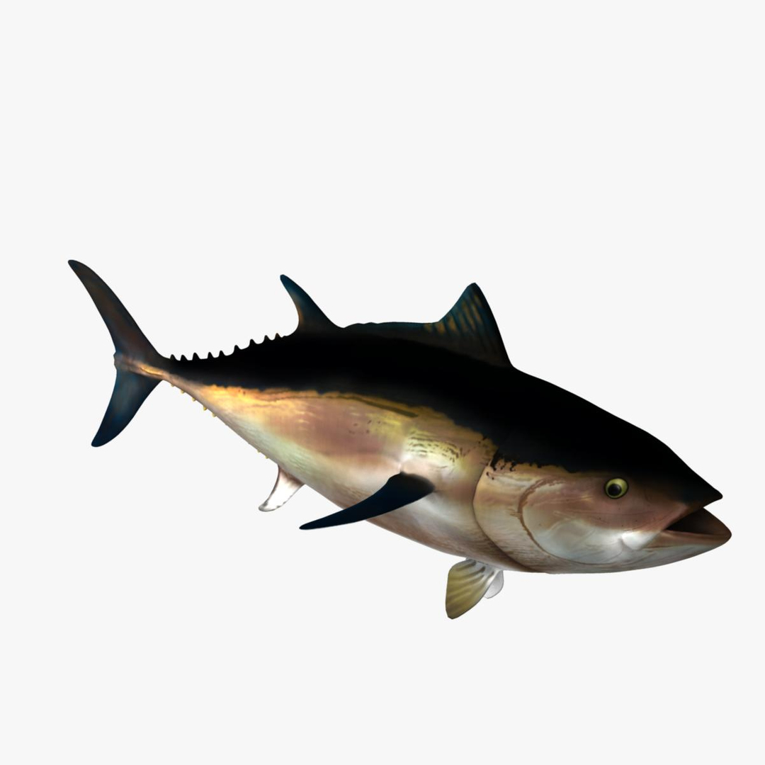 Giant Bluefin Tuna 3d Model