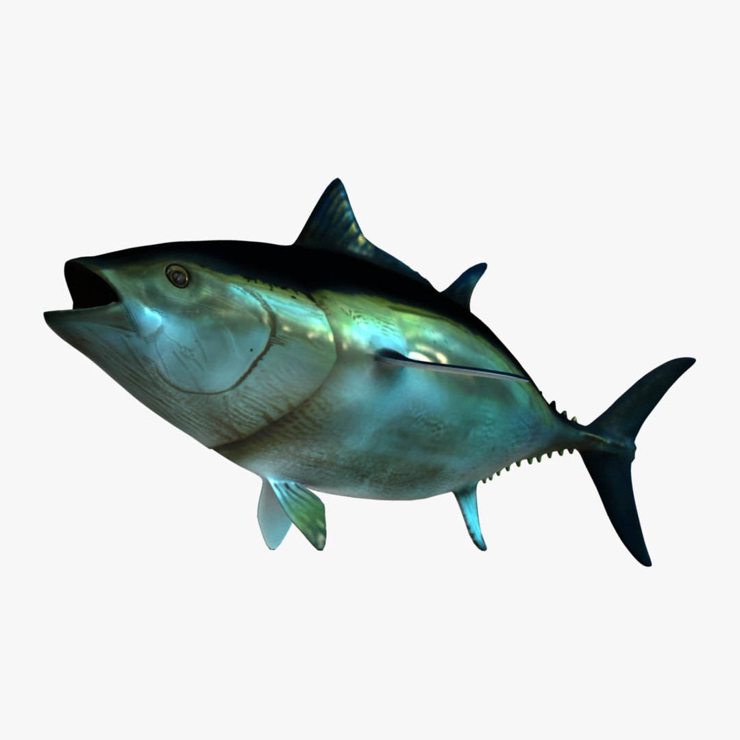 Giant Bluefin Tuna 3d Model