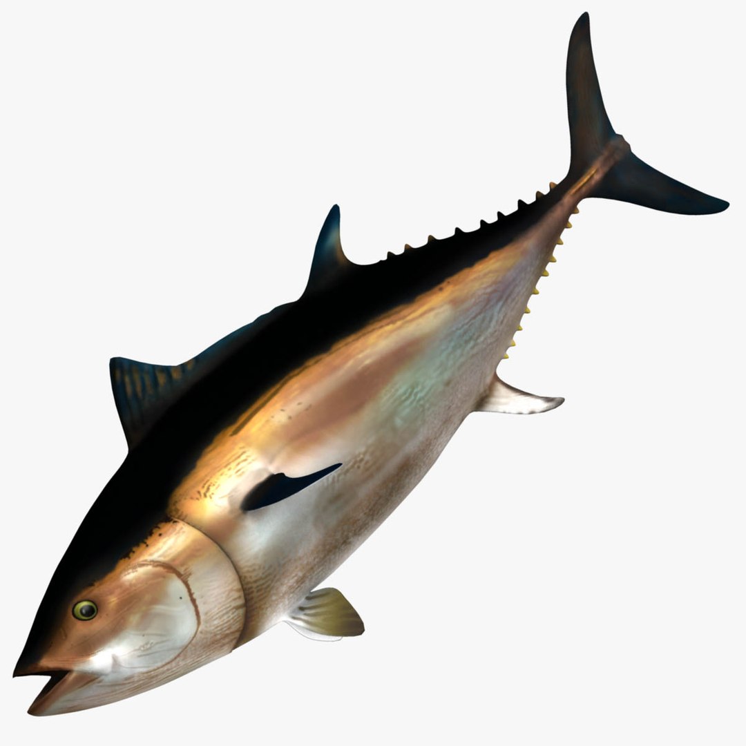 Giant Bluefin Tuna 3d Model
