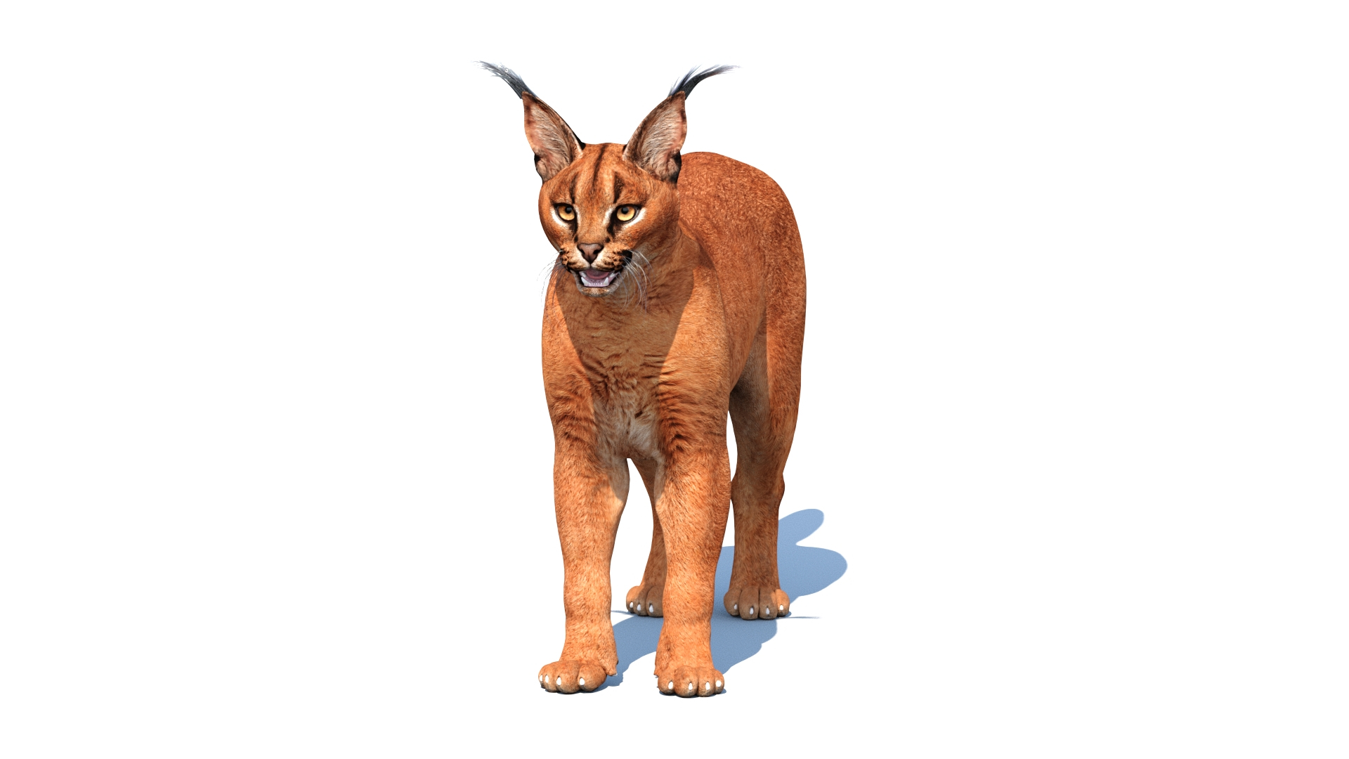 Caracal Rigged 3D model - TurboSquid 2068257