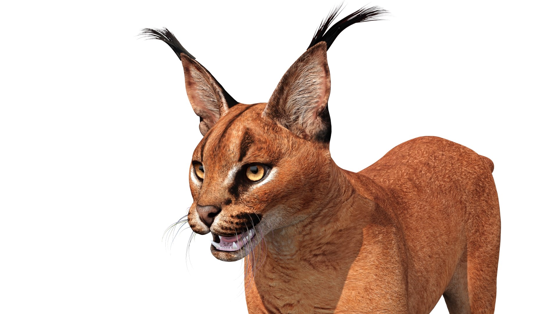 Caracal Rigged 3D model - TurboSquid 2068257