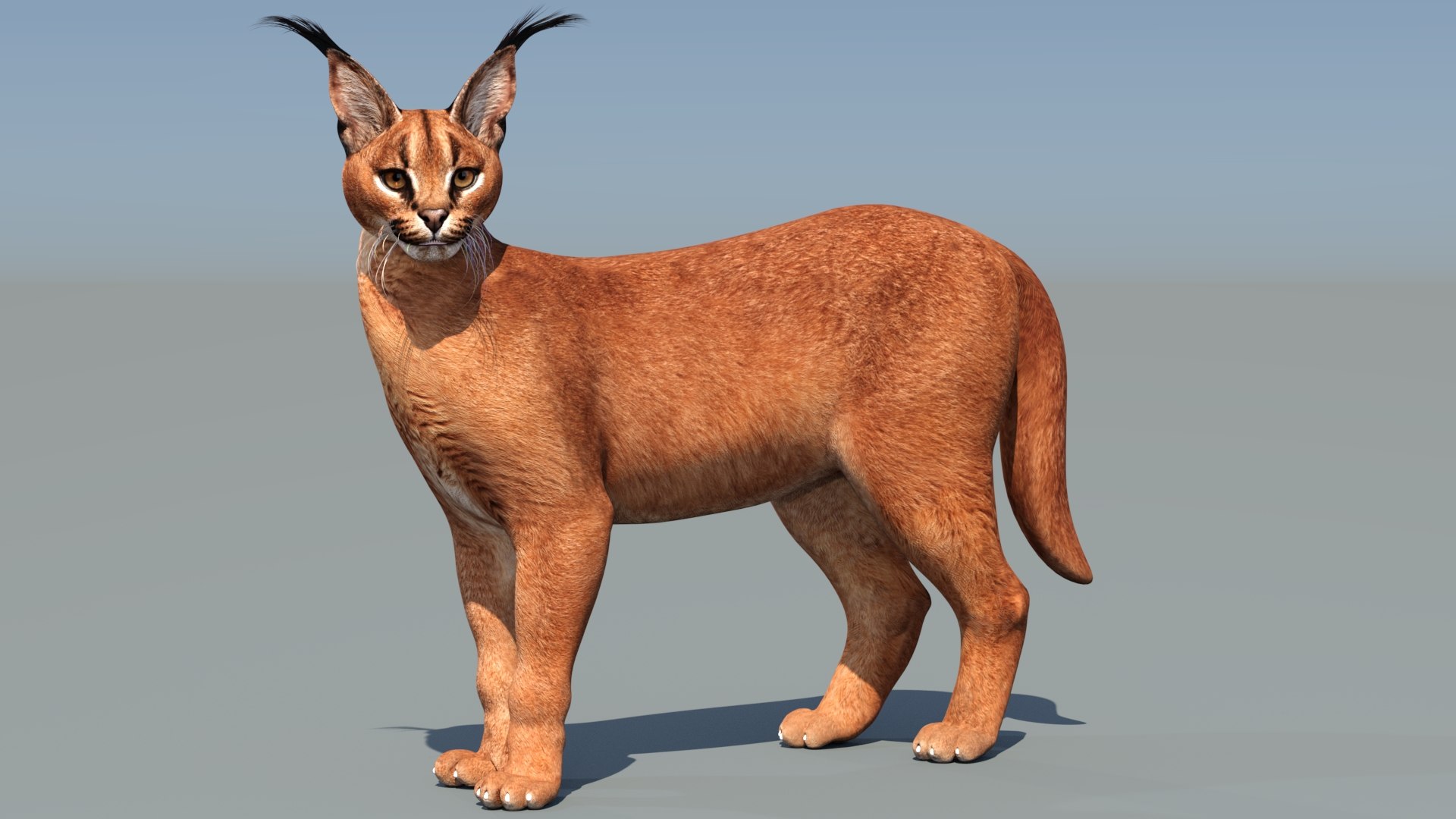 Caracal Rigged 3D model - TurboSquid 2068257