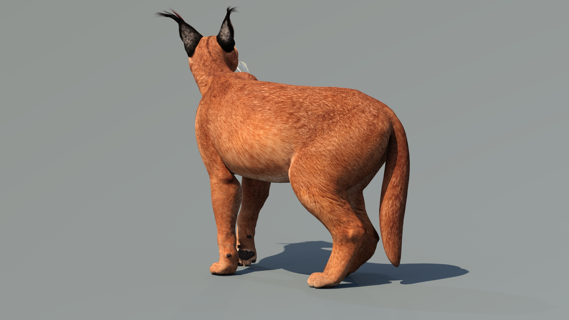 Caracal Rigged 3D Model - TurboSquid 2068257
