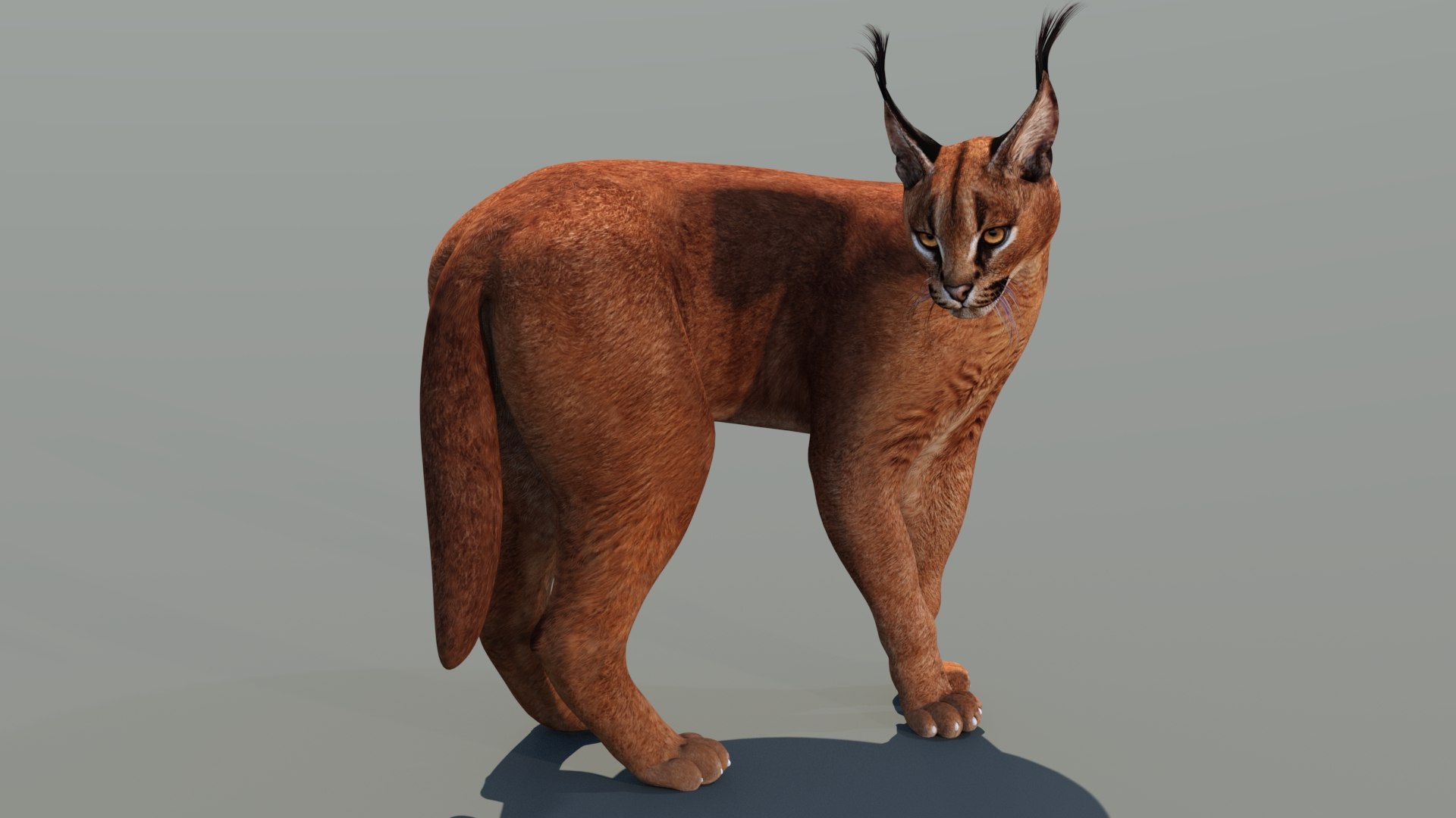 Caracal Rigged 3D model - TurboSquid 2068257