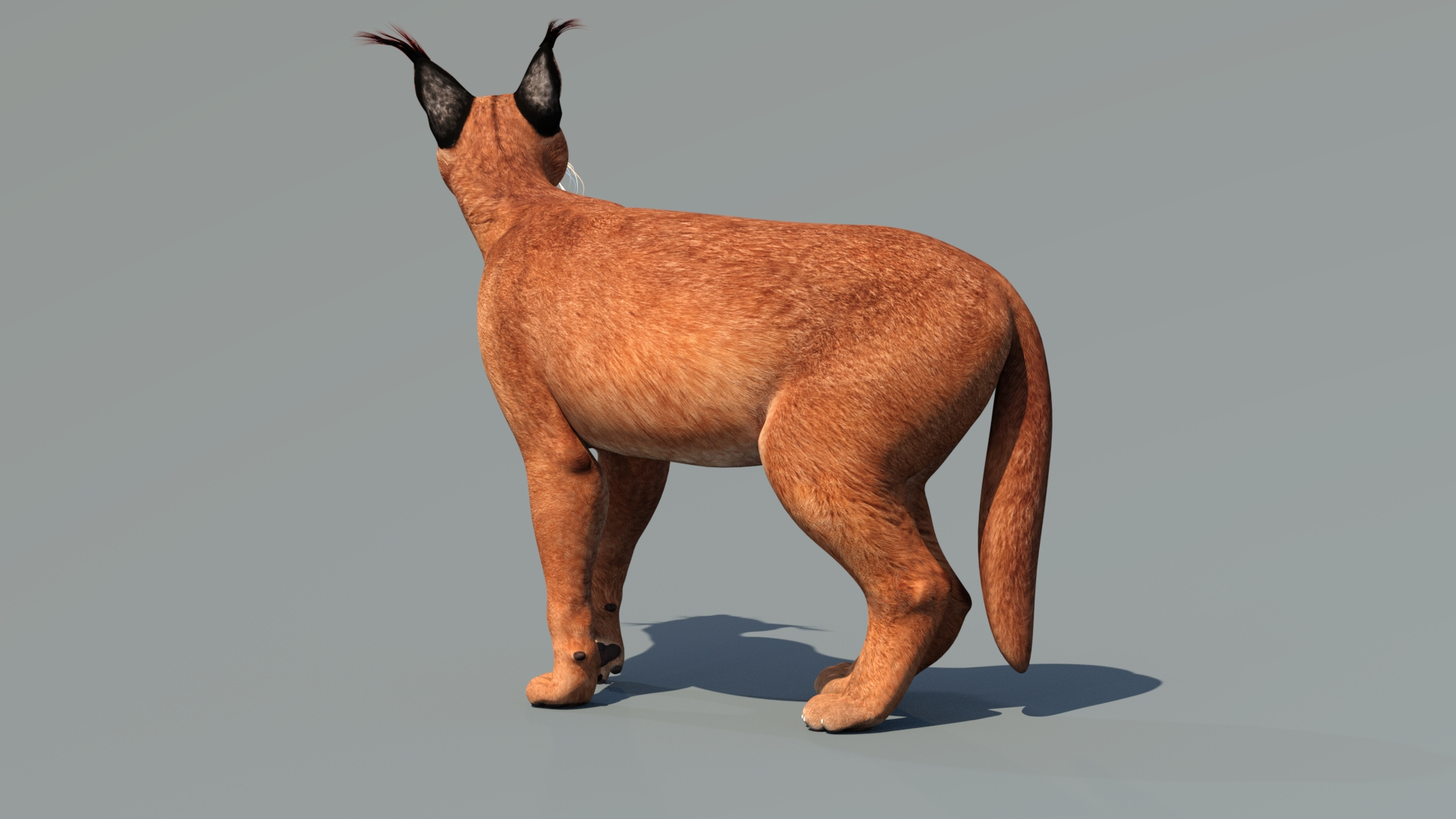 Caracal Rigged 3D model - TurboSquid 2068257