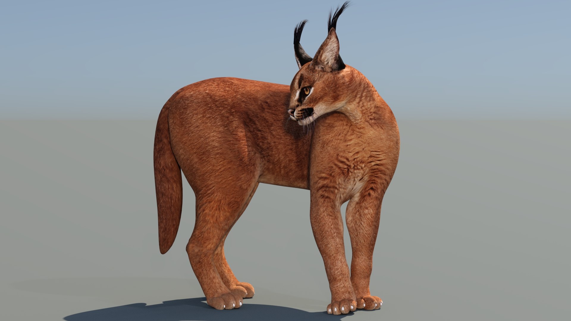 Caracal Rigged 3D Model - TurboSquid 2068257