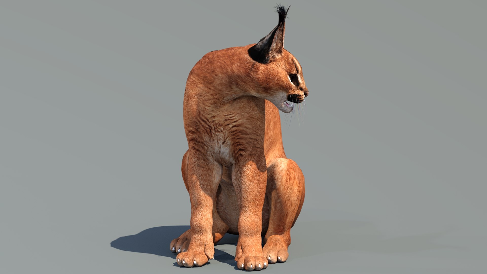 Caracal Rigged 3D Model - TurboSquid 2068257