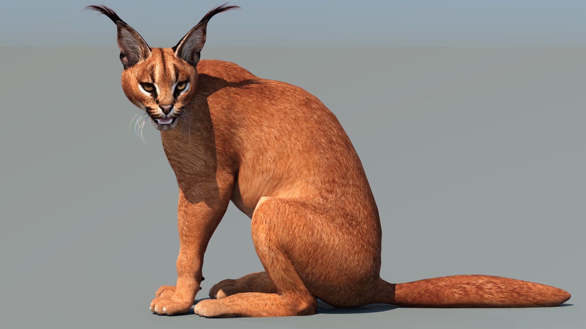 Caracal Rigged 3D model - TurboSquid 2068257