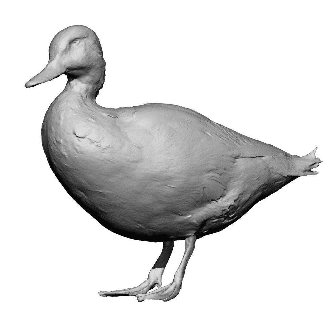3D Male Duck Standing Taxidermy - TurboSquid 1190769