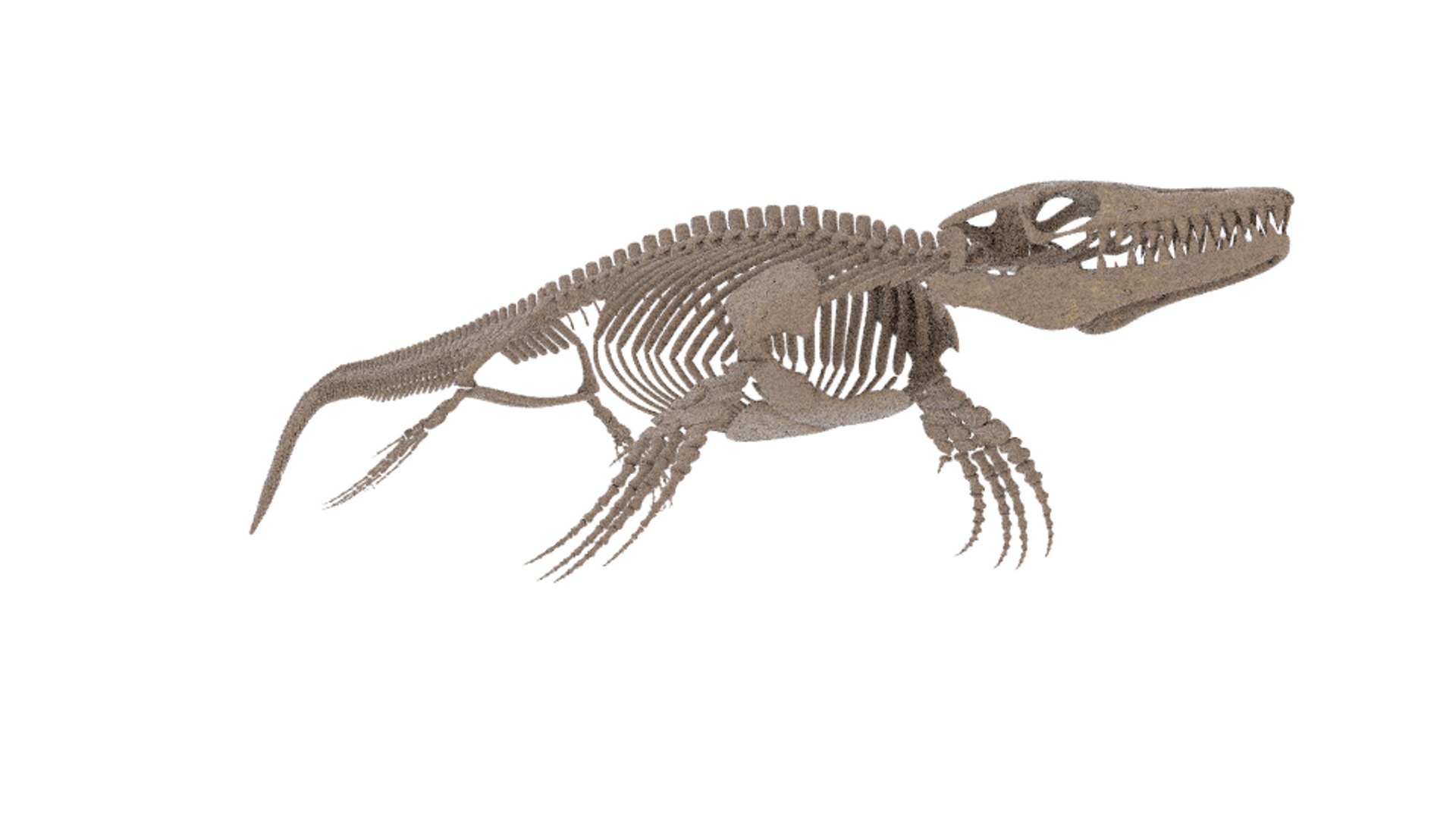 3D Mosasaurus Skeleton Model - TurboSquid 1192564