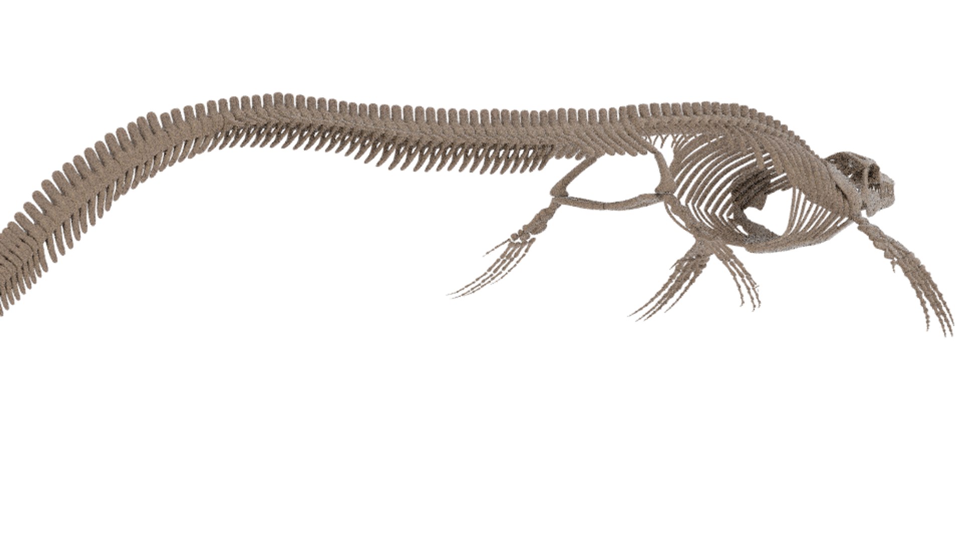 3D Mosasaurus Skeleton Model - TurboSquid 1192564