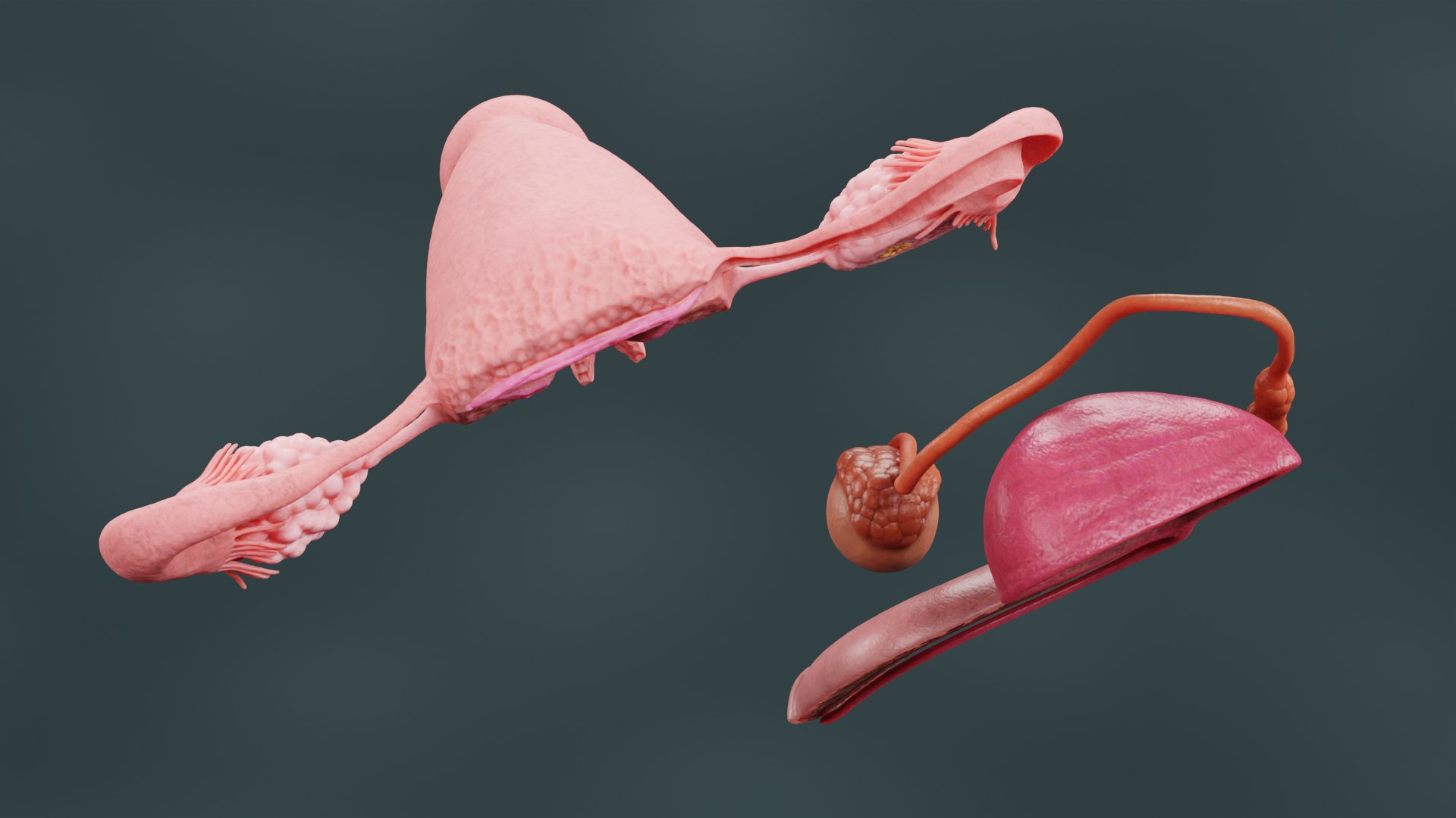 Reproductive System Section 3D - TurboSquid 1782890