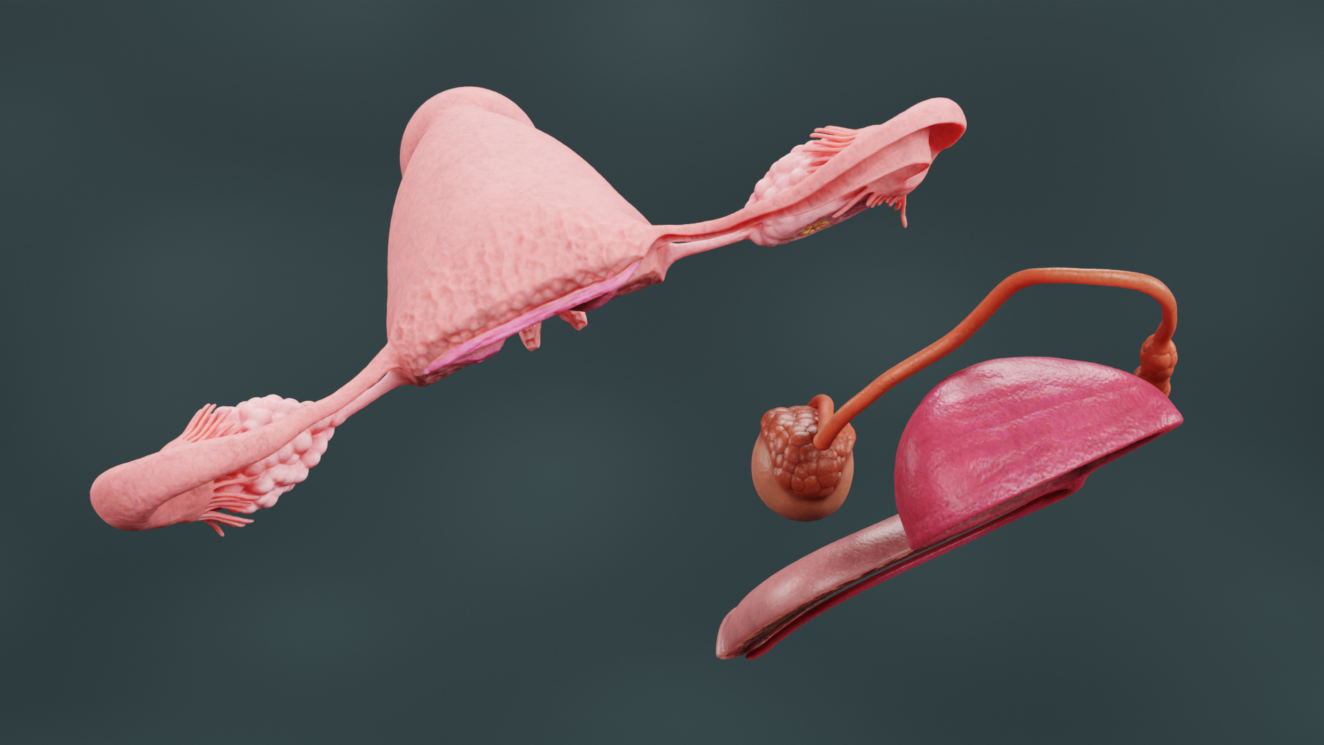 modèle 3D de Section de l'appareil reproducteur - TurboSquid 1782890