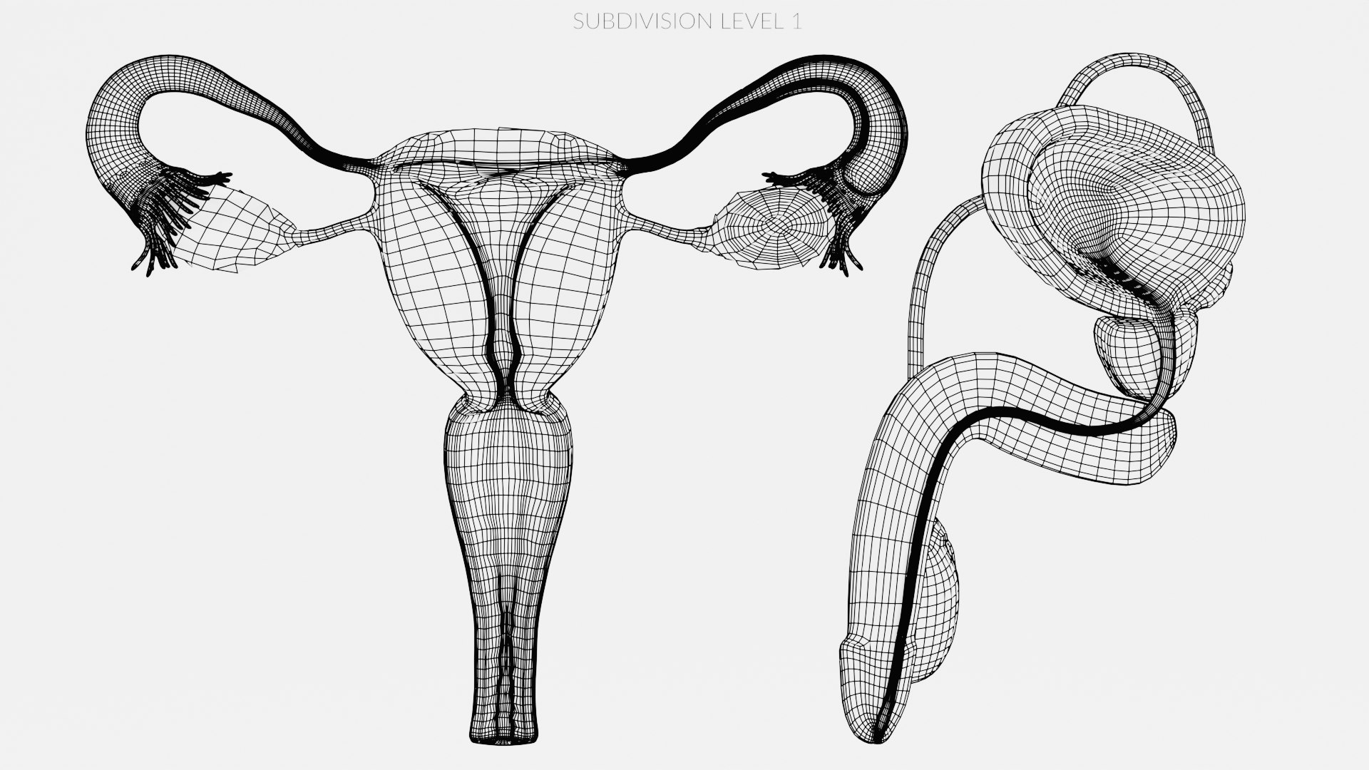Reproductive System Section 3D - TurboSquid 1782890