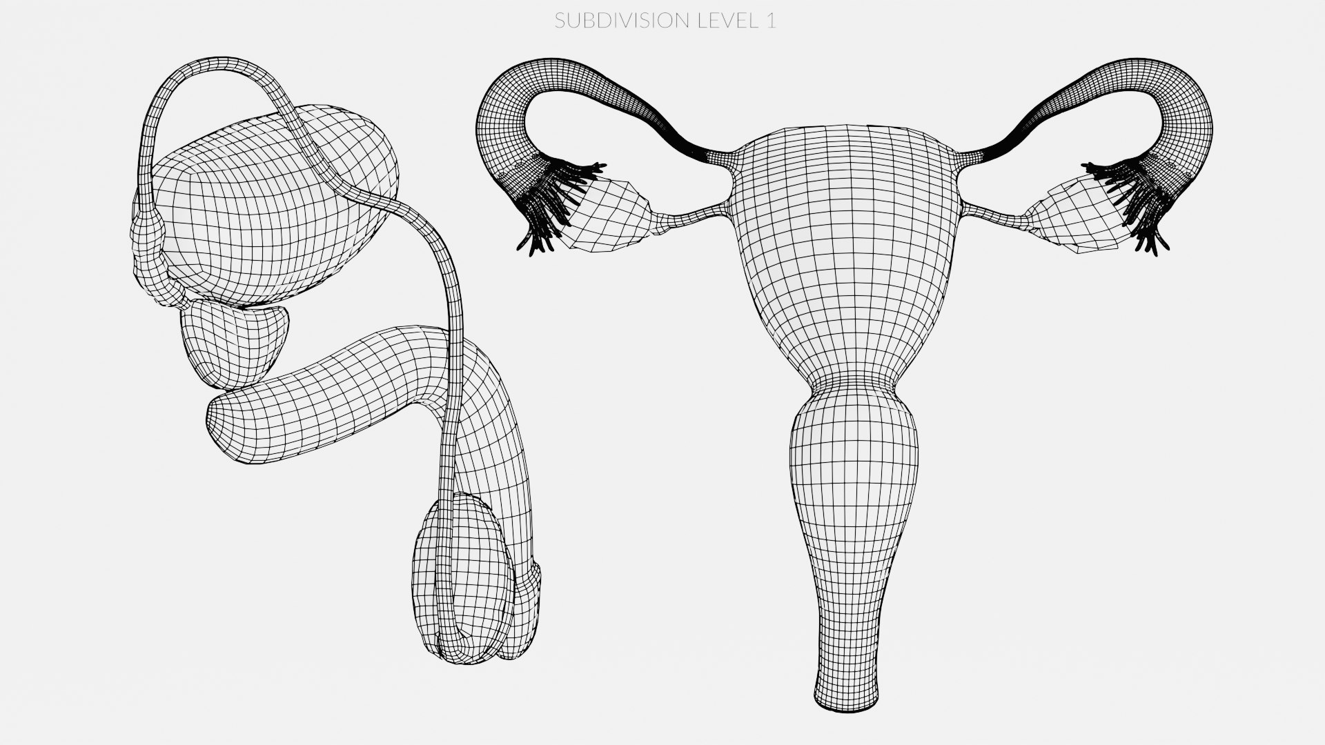 Reproductive System Section 3D - TurboSquid 1782890