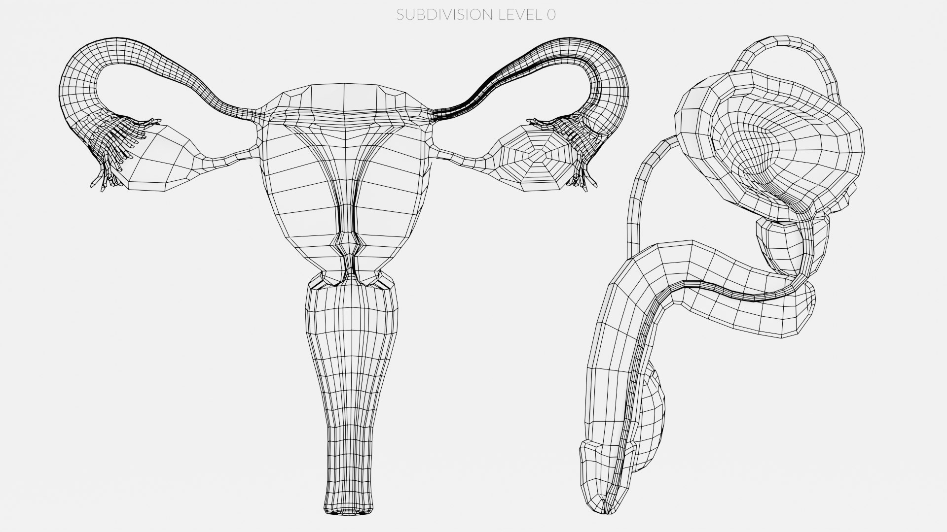 Reproductive System Section 3D - TurboSquid 1782890