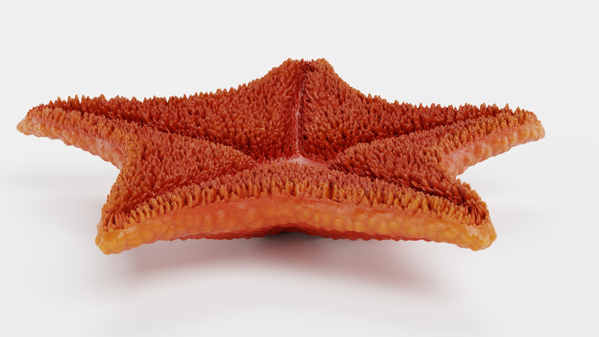Bat Starfish Red 3D - TurboSquid 1703822