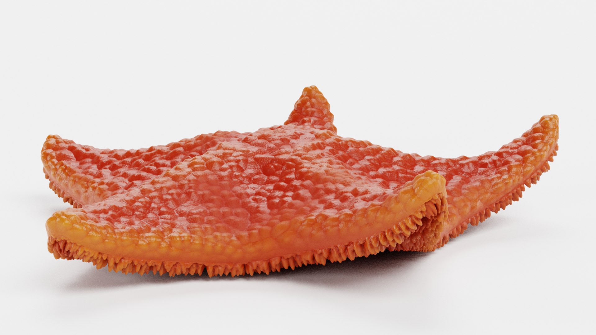 Bat Starfish Red 3D - TurboSquid 1703822