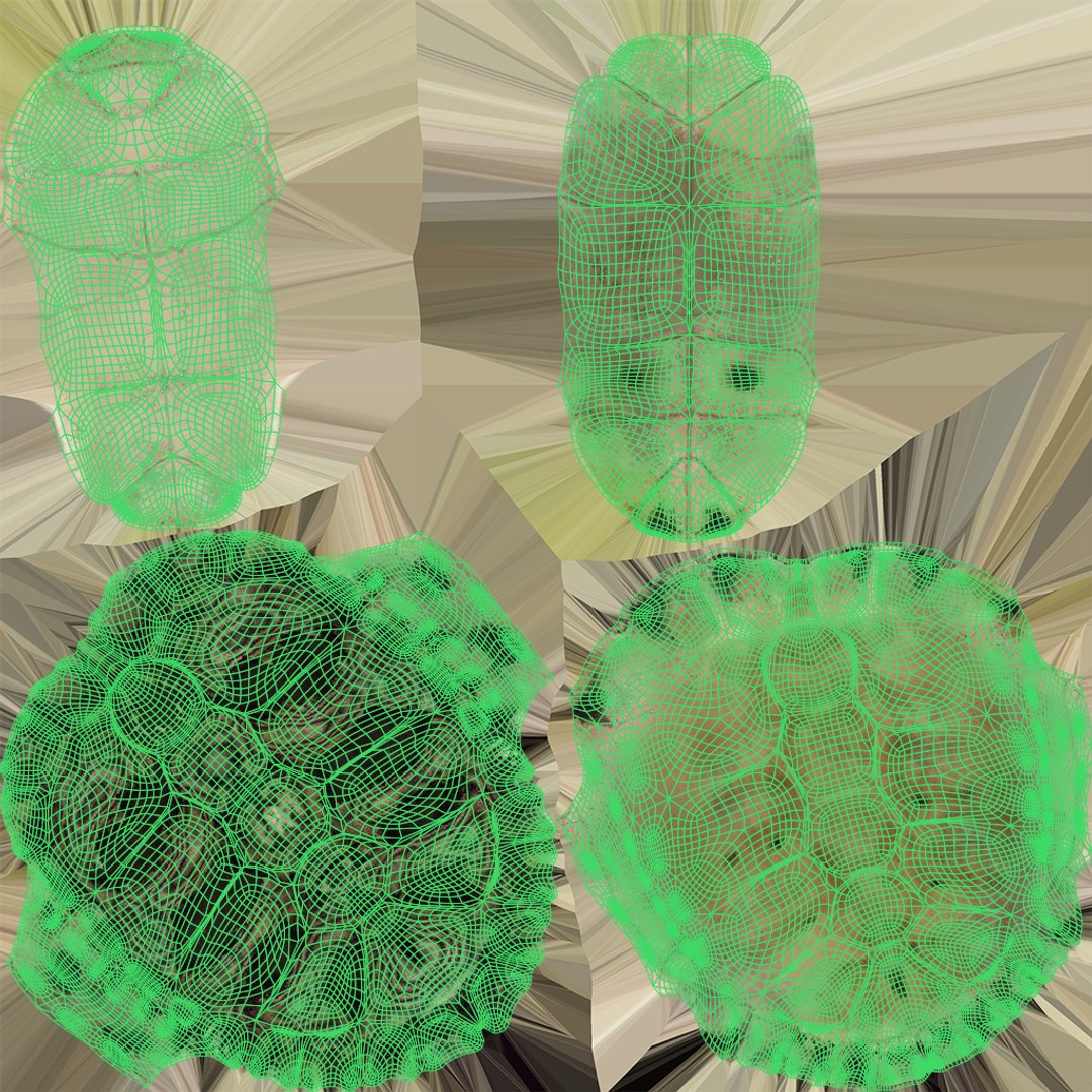 Painted Turtle Shell 3D - TurboSquid 2459579