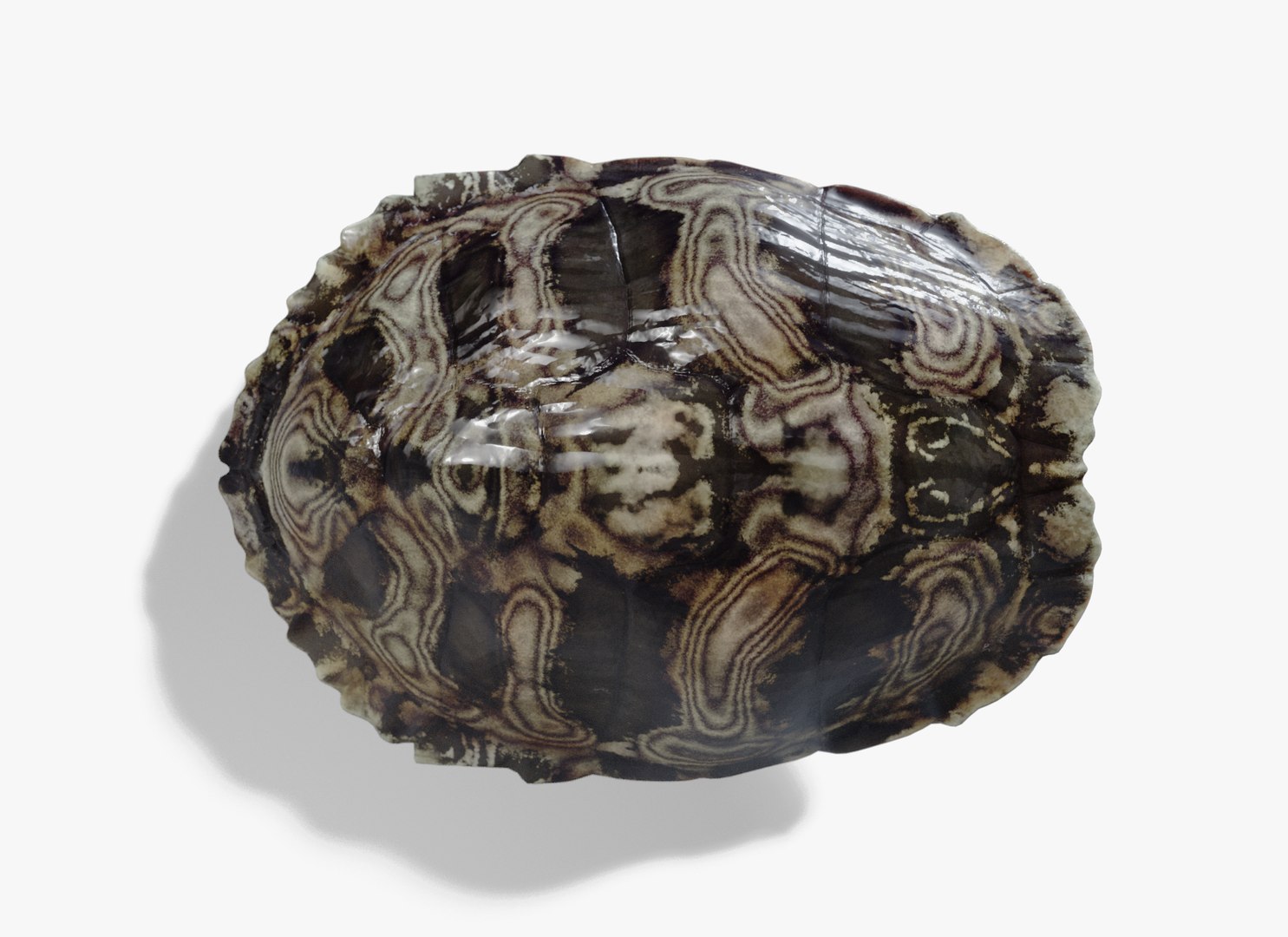 Painted Turtle Shell 3D - TurboSquid 2459579