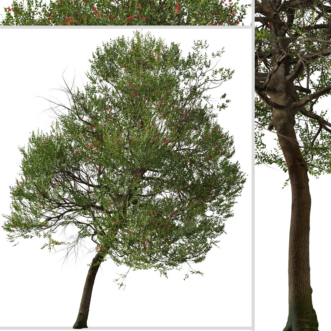 3D Set Of Metrosideros Excelsa Or Pohutukawa Tree - TurboSquid 1968961